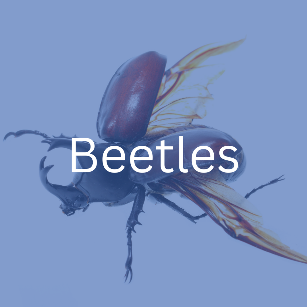 Pest Control Services - Positec Pest & Wildlife Control