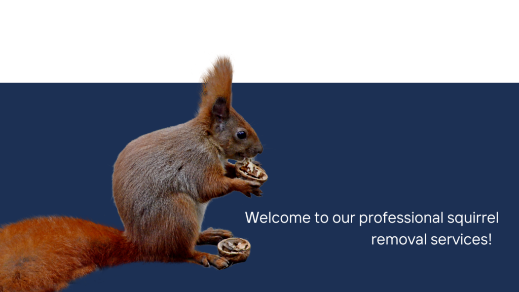 Humane Squirrel Removal Services - Positec Pest & Wildlife Control